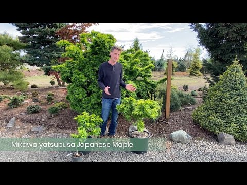 Mikawa yatsubusa Japanese Maple from Conifer Kingdom