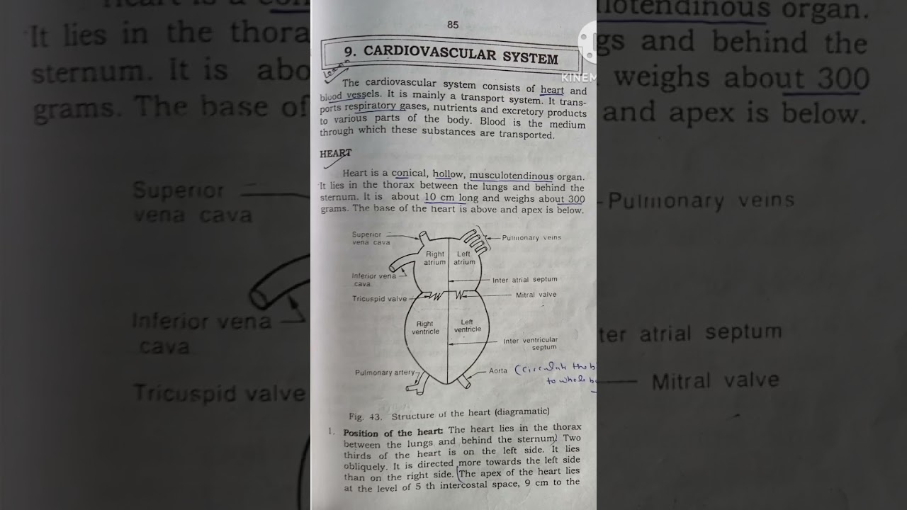 Anatomy and physiology of Heart (हृदय) #trending #important #dpharma #biology