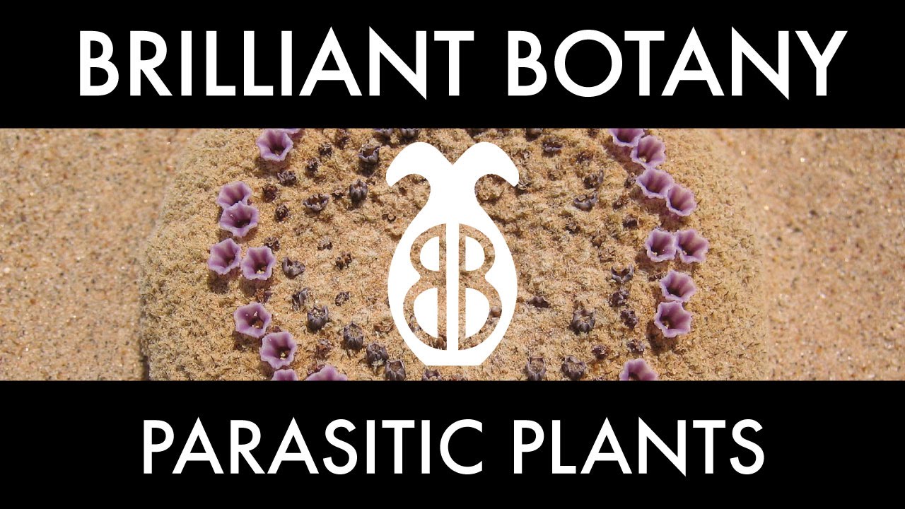 The Weird World of Parasitic Plants