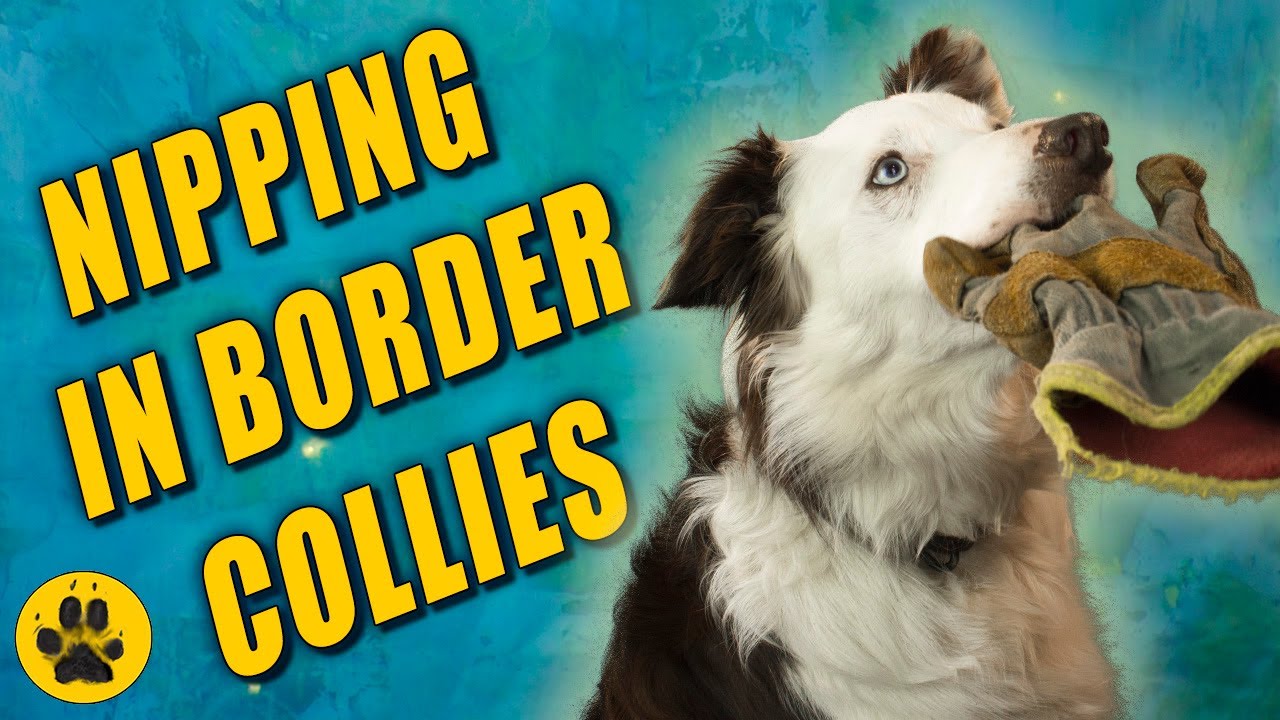 Why Do Border Collies Nip