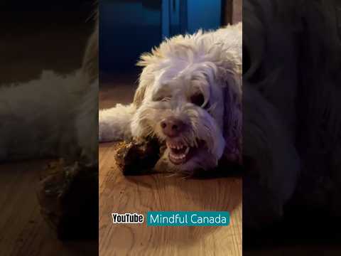 [Mindful Canada] Toby First Time Trying Pork Femur Bone 100% All Natural Treat | Masters Best Friend