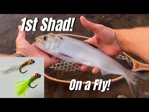 1st Shad on a Fly! #FlyFishing