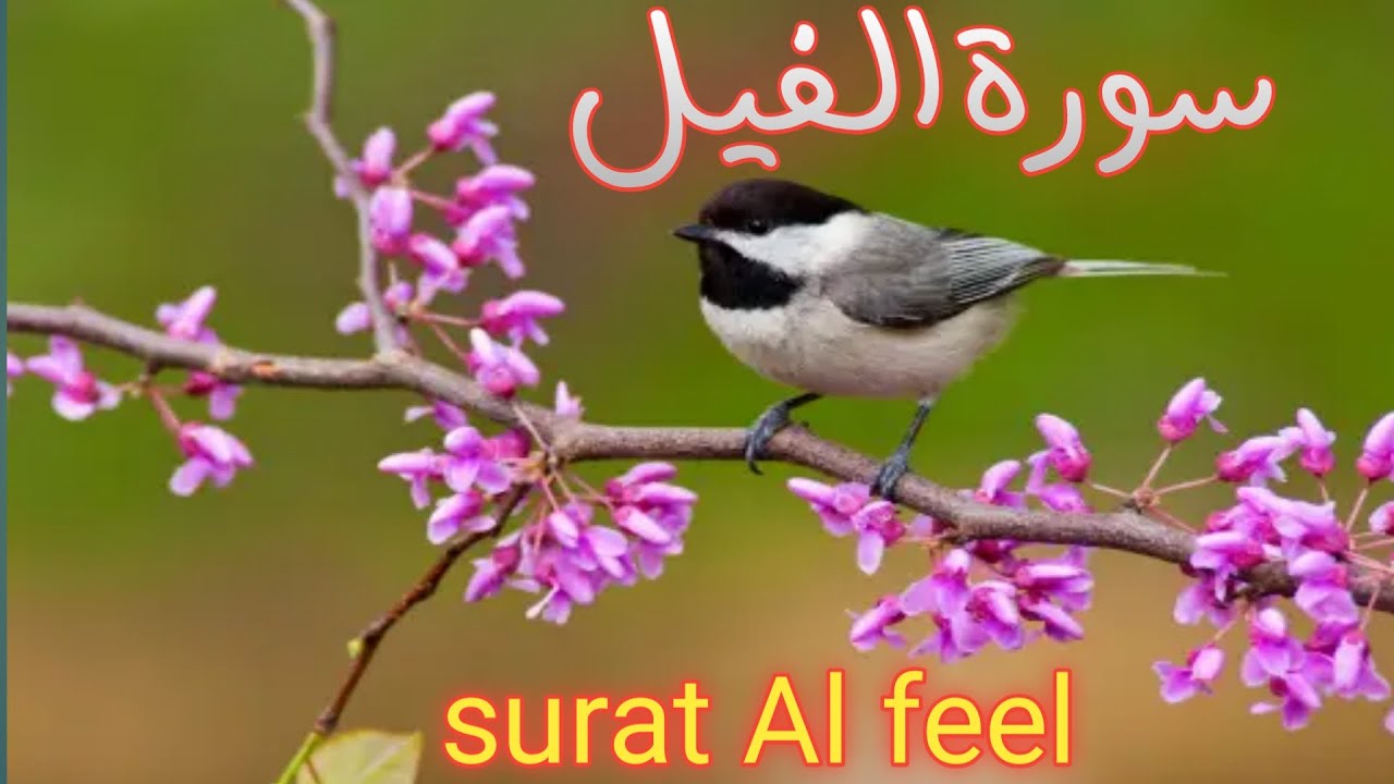 surah feel tilawat quran recitation surah feel Surat Al Feel ...
