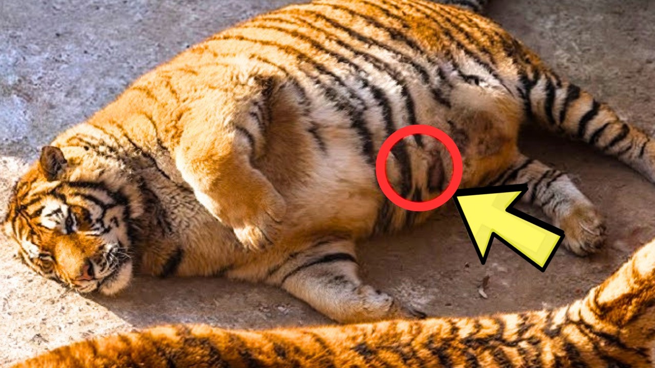 Fat Tiger Leaves Vet Speechless, He Turns Pale When He Sees What’s Inside
