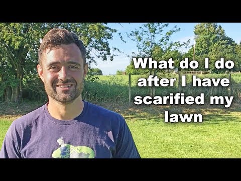 What do I do after I have scarified my lawn