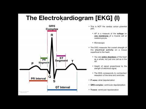 Basics Parts to an Electrokardiogram [EKG]