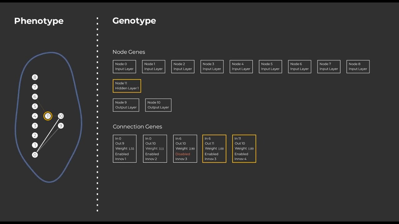 NEAT Algorithm Visually Explained