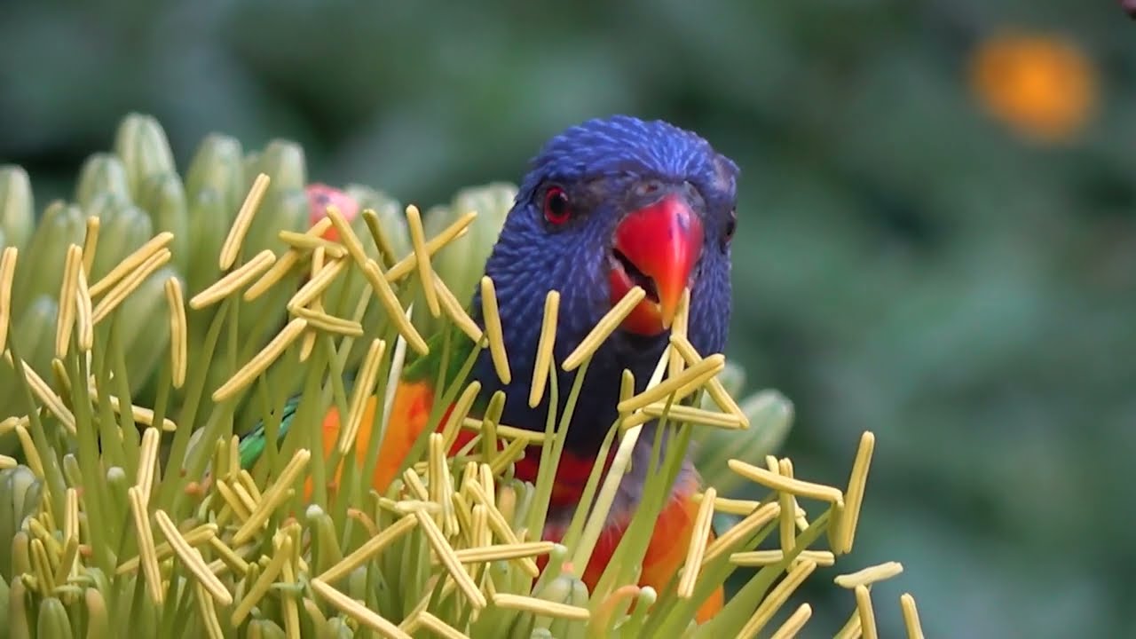 Beautiful Wild Rainbow Lorikeets at Movie World