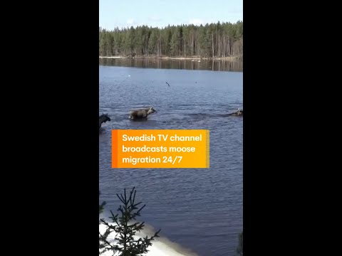 Swedish TV Channel Broadcasts Moose Migration 24/7