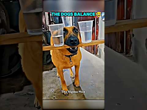 Dogs vs Cats Balance ☠️🔥 #sigma #sigmamale #sigmarules #trollfaceedit #aura #ytshorts