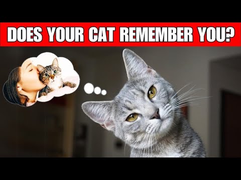 How long can a cat remember a person, their mom or past trauma?