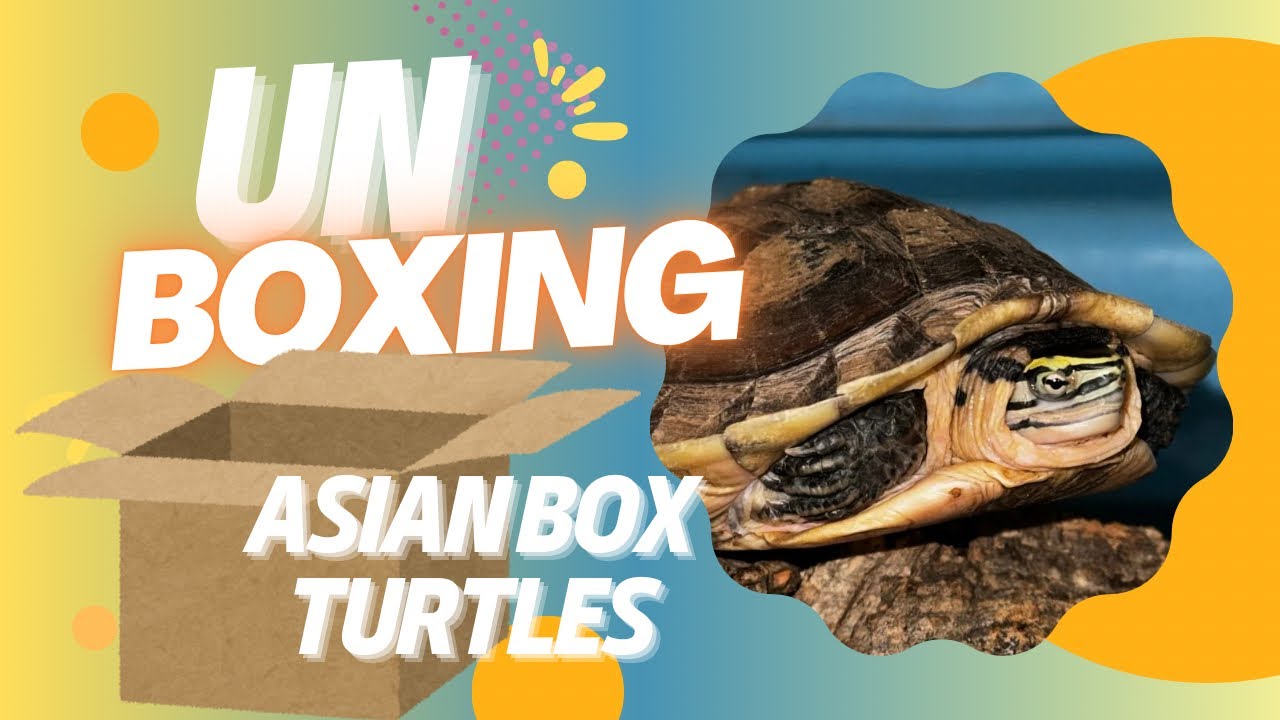 Unboxing Endangered Box Turtles