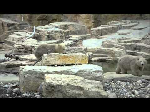 New Polar Bear Cubs Need Names