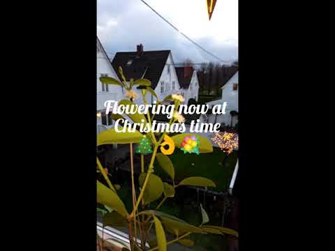 Lemon Guava growing indoors in pot in cold climate, Stavanger Norway