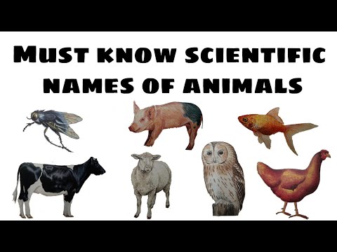 Scientific Names of Animals