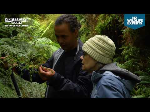 New Zealand's Native Wildlife