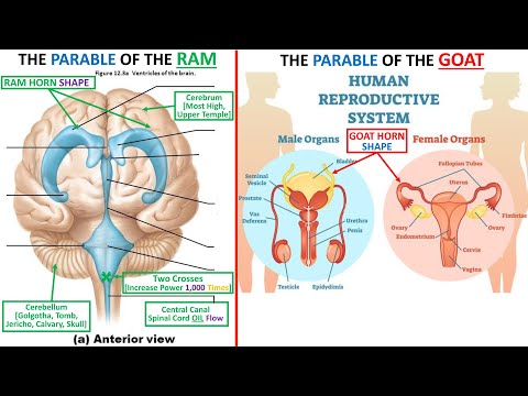 The PARABLE of The SEED, FISH, RAM vs GOAT, FLORIDA "LAND OF JUDAH" of The BLACK SUNS of GOD - Ep 5