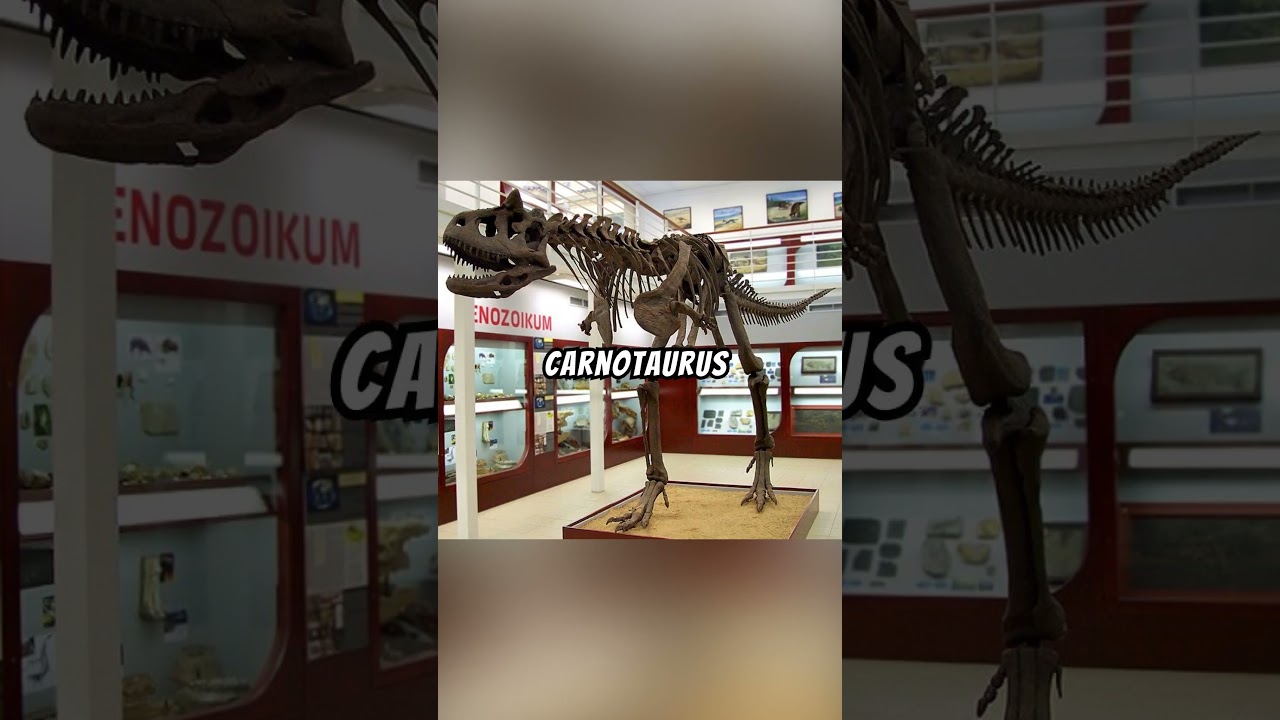 Carnotaurus Explained... 🦖🌿🦜  #explained #dinosaur #prehistoric #dinosaurbones#science#history#fyp