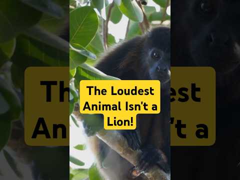 The Loudest Land Animal Howler Monkeys! "The Loudest Animal Isn't a Lion! Meet the Howler Monkey ๐ฅ๐ด