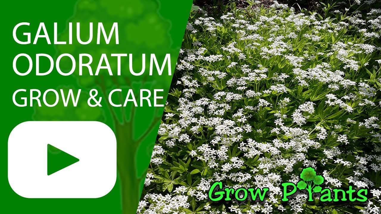 Galium odoratum - grow & care