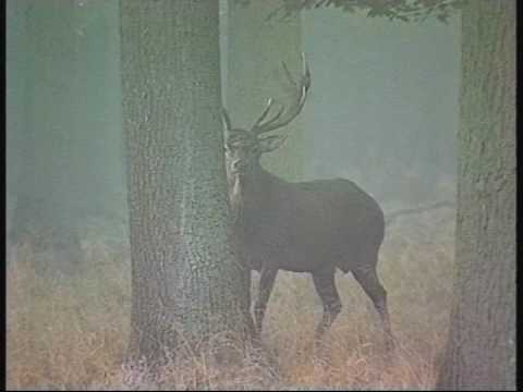 Capital Red deer, Veluwe.