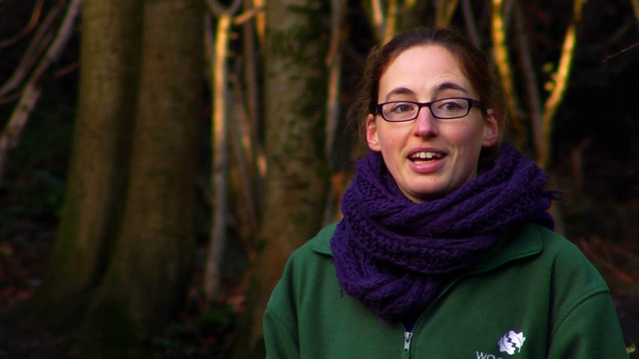 Whitemountain Programme 2021