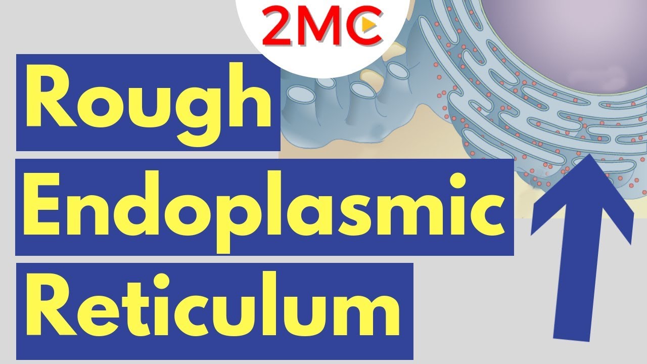 Rough Endoplasmic Reticulum Structure and Function | Rough ER Simplified