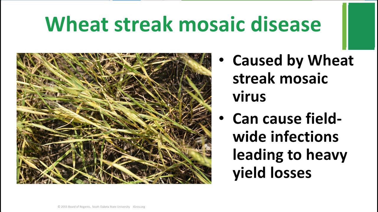 Wheat Streak Mosaic Virus: Know the sources of inoculum