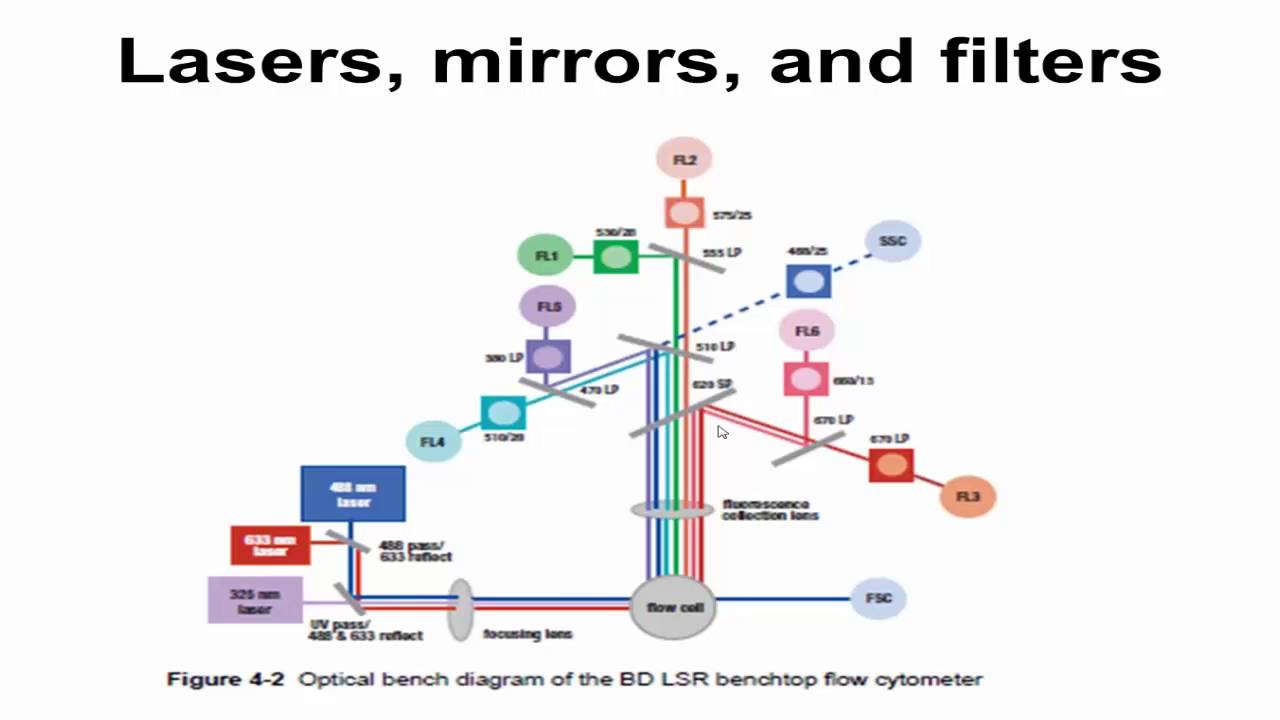 Flow Cytometry Diagnosis of Primary Immunodeficiency (Verbsky)