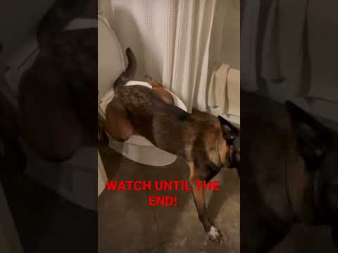This dog has Skills! #shorts #twitter #funnyfails #doggy