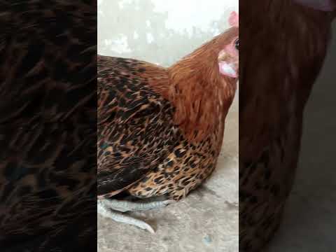 #dancehall #newmusic #dancehallmusic #music #dance #birds #funnyanimals #duet #chicken