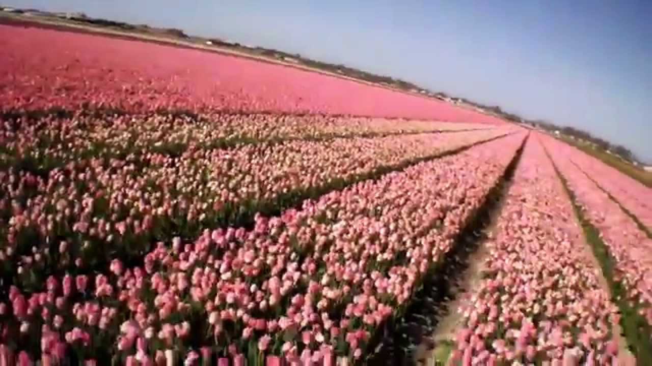 Dynasty Tulips in Bloom