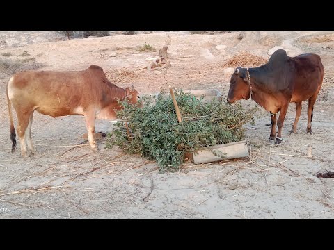 😱 very beautiful words Animals words that start with green hair grass valley And smart camel drink😍🥰
