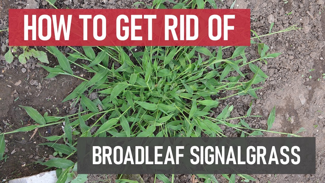 Best Herbicide Products For Getting Rid of Creeping Signalgrass