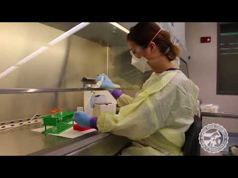 DVM/PHD student So Lee Park researches Japanese Encephalitis Virus