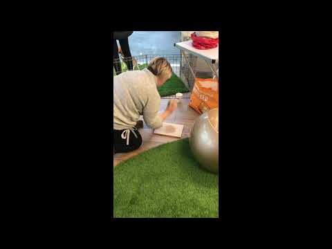 Dog Paw Print Event 2018