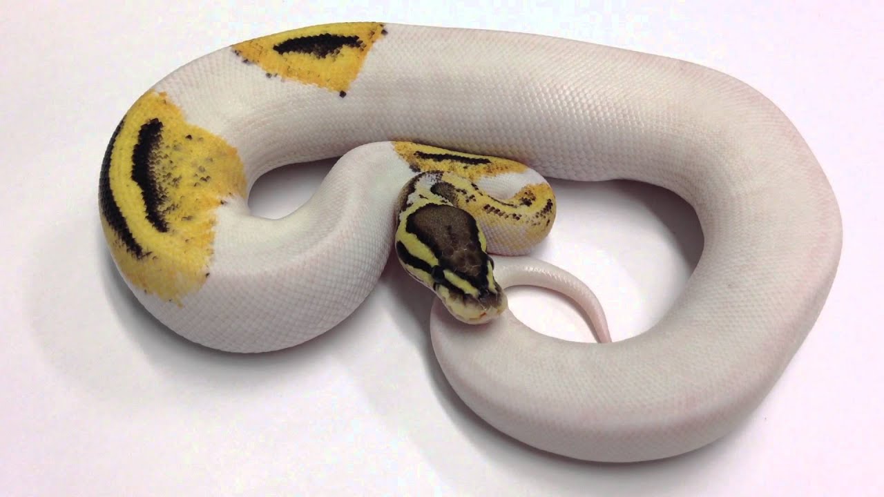 Morphs 101 - Advent Day 13 (Firefly Pied)