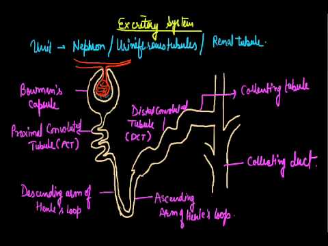 Structure of Nephron, Excretion Video Lecture - Class 11