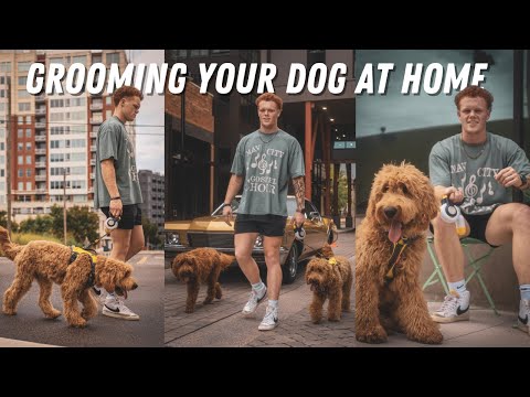 What They Won’t Tell You About Grooming Your Goldendoodle