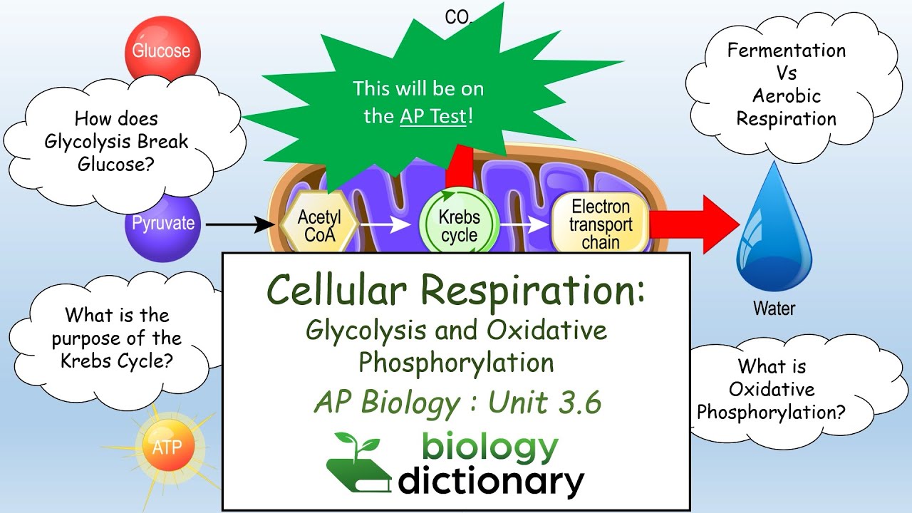 Cellular Respiration: Glycolysis and Oxidative Phosphorylation | AP Biology 3.6
