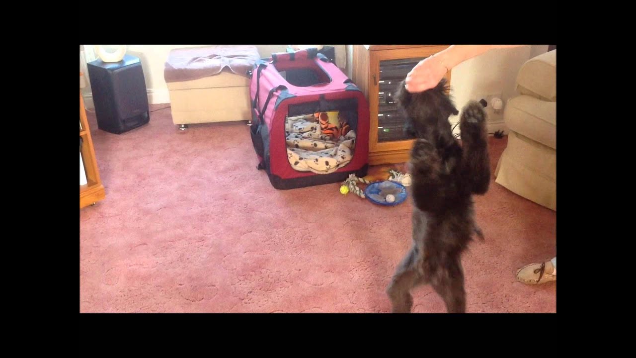 the almighty vlog (4)