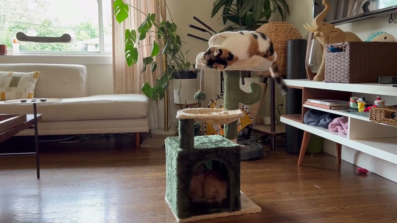 Review of BYPASS Cat Tree 30