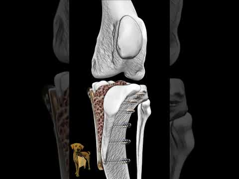 TPLO and patellar luxation repair