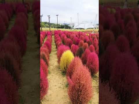 kochia scoparia blooming in south korea #shorts