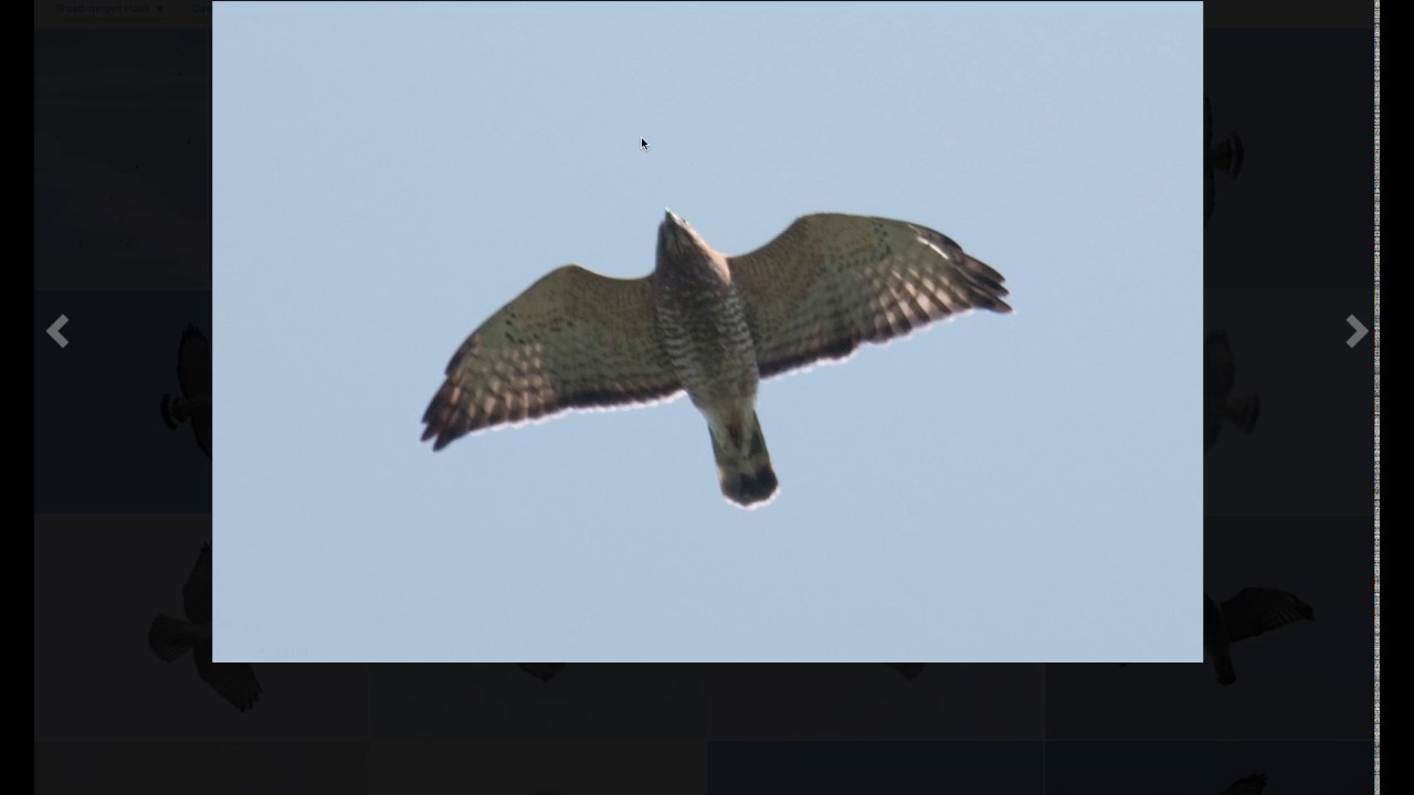 Broad-winged Hawk Identification Examples