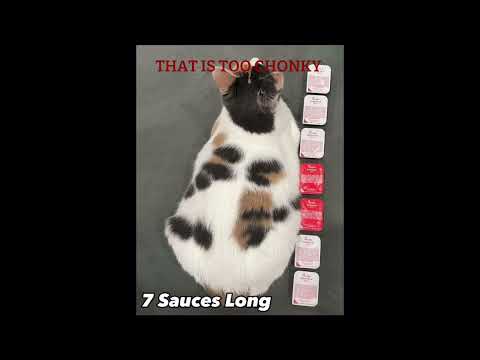 2 SAUCES long (c: @GjonBits ) #comedy #edit #ok #cool #sauce #cat