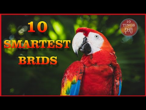 Top 10 smartest birds in the world (introduction of ten smartest birds in the world)