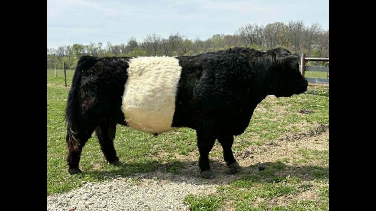 Lot 8: Eckelman's Ferdinand