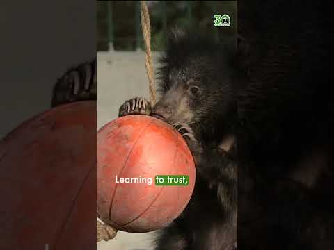 This is the story of Jenny, a five-month-old sloth bear cub.