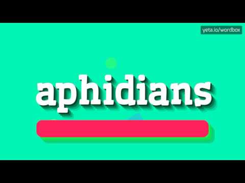APHIDIANS - HOW TO SAY APHIDIANS? #aphidians